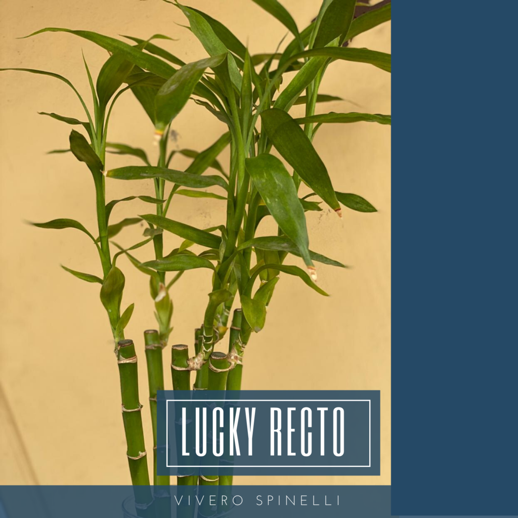 LUCKY BAMBOO RECTO - Comprar en VIVERO SPINELLI
