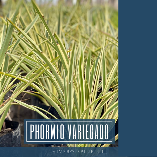 PHORMIO VARIEGADO NANA - Comprar en VIVERO SPINELLI