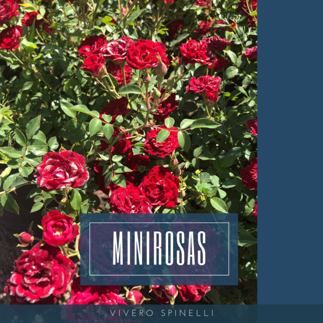 Rosal Mini - Comprar en VIVERO SPINELLI