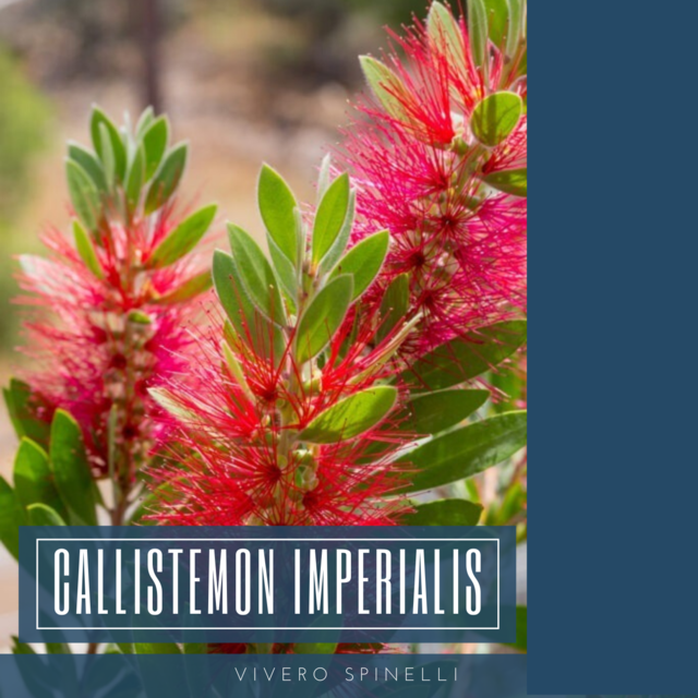 Callistemon Imperialis - Comprar en VIVERO SPINELLI