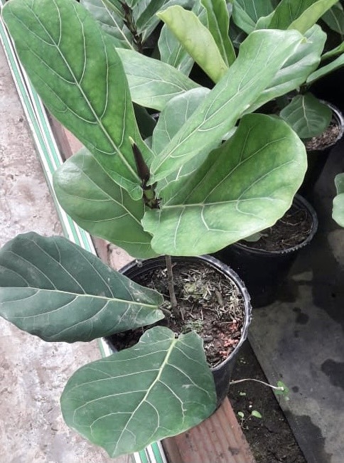 FICUS PANDURATA - Comprar en VIVERO SPINELLI