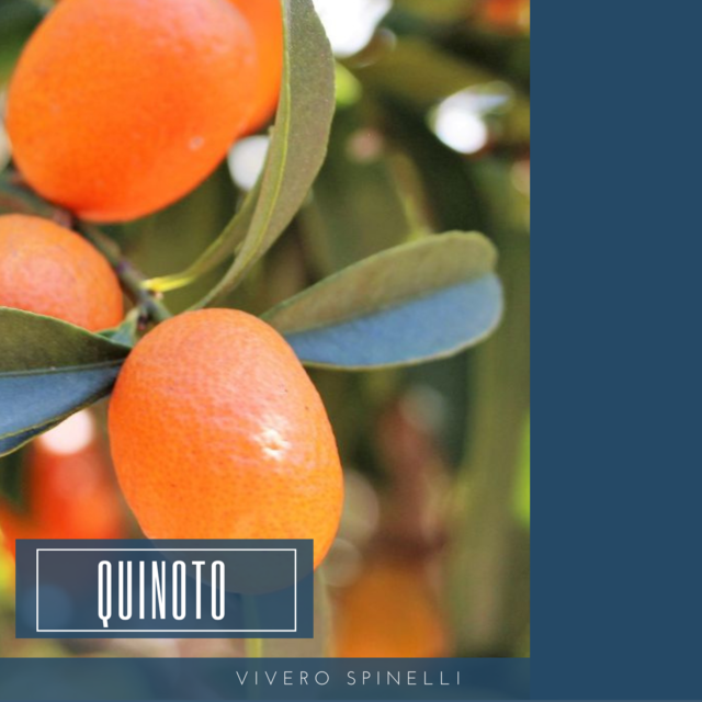 QUINOTO - Comprar en VIVERO SPINELLI