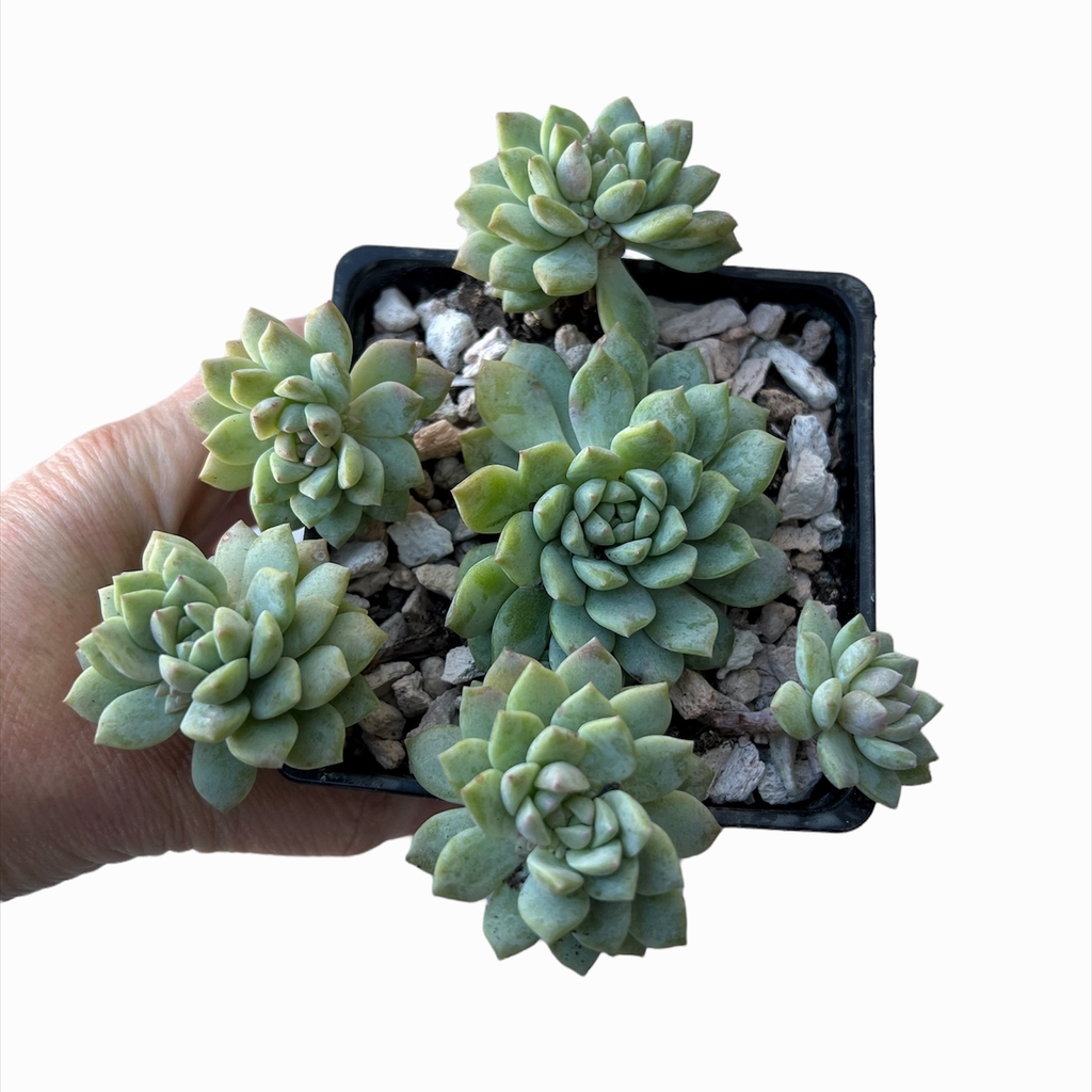 Echeveria prolifica - Comprar en Succumom