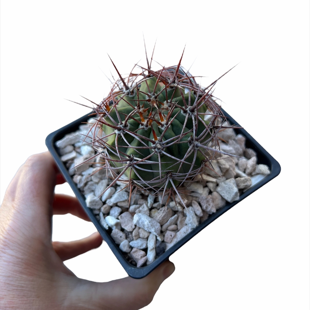 Denmoza rhodacantha - Comprar en Succumom