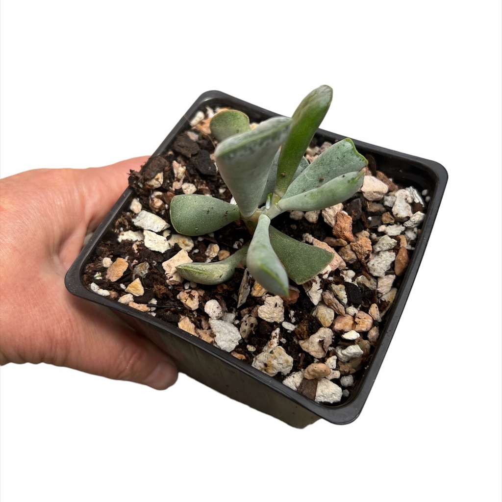 Adromischus Truncatus - Comprar en Succumom