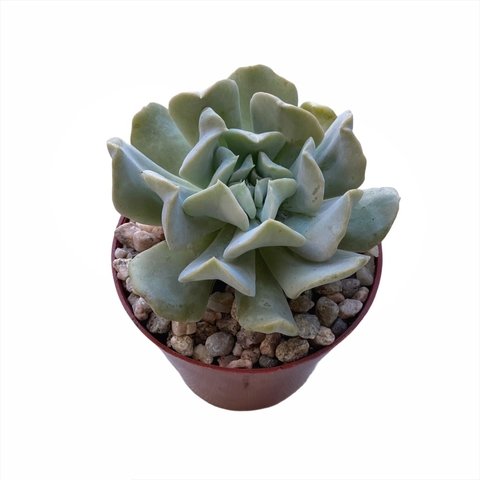 Echeveria Blue Frills - Comprar en Succumom
