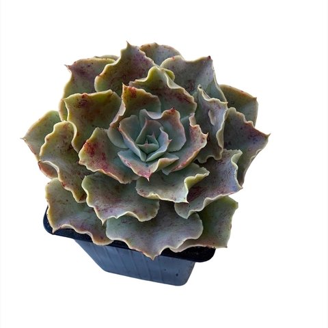Echeveria Blue Frills - Comprar en Succumom