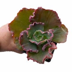 Echeveria Blue Frills - Comprar en Succumom