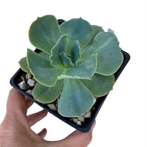 Echeveria Blue Frills - Comprar en Succumom