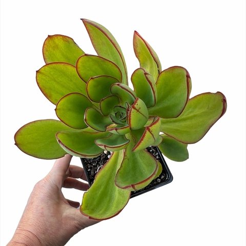 Echeveria Blue Frills - Comprar en Succumom