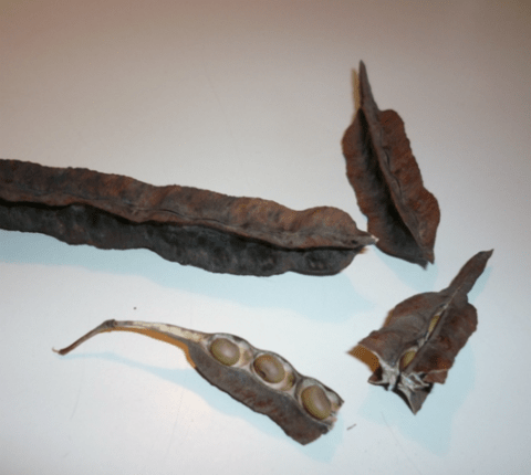Acacia Mansa - Ceibillo (Sesbania punicea)