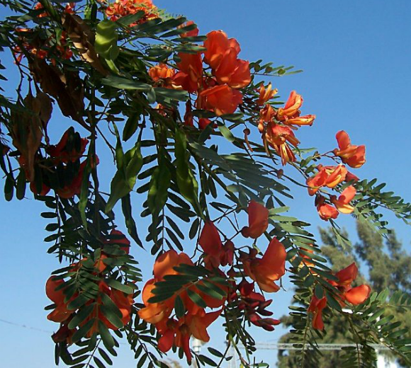 Acacia Mansa - Ceibillo (Sesbania punicea)