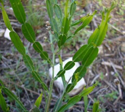 Carquejilla (Baccharis articulata) - Enraizando Nativas