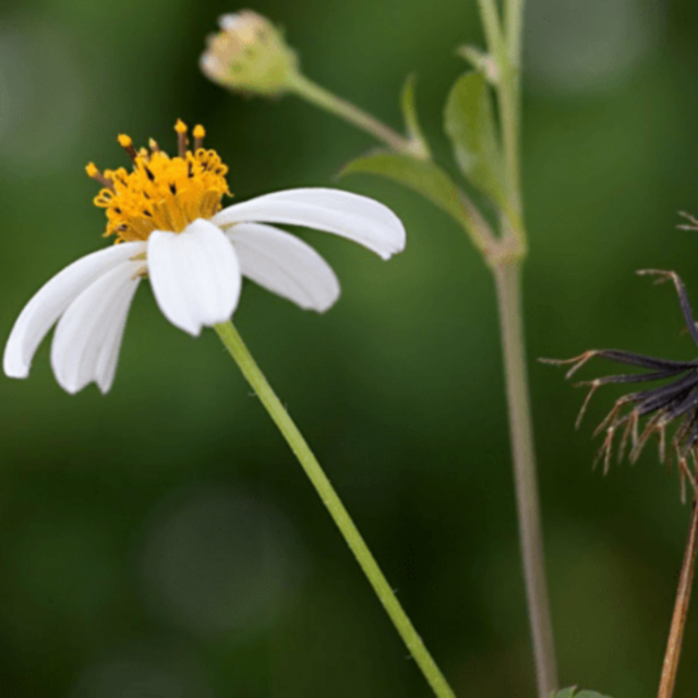 Amor Seco (Bidens pilosa) - Enraizando Nativas