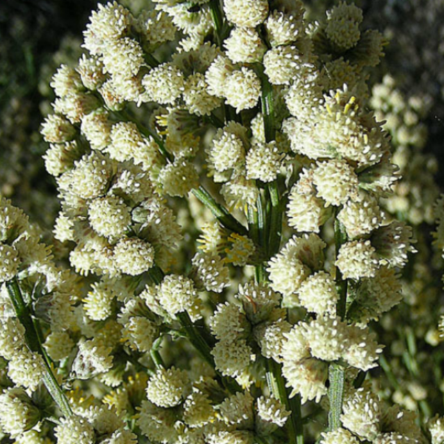 Carquejilla (Baccharis articulata) - Enraizando Nativas