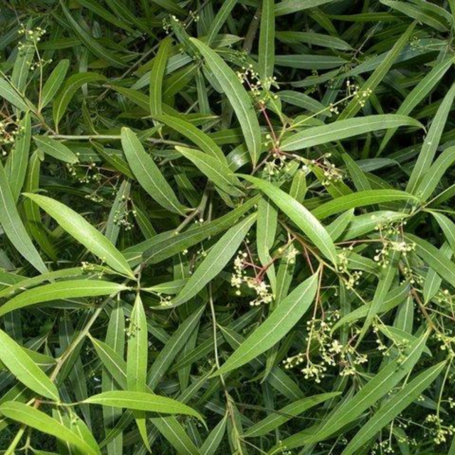 Laurel de Río (Nectandra angustifolia)