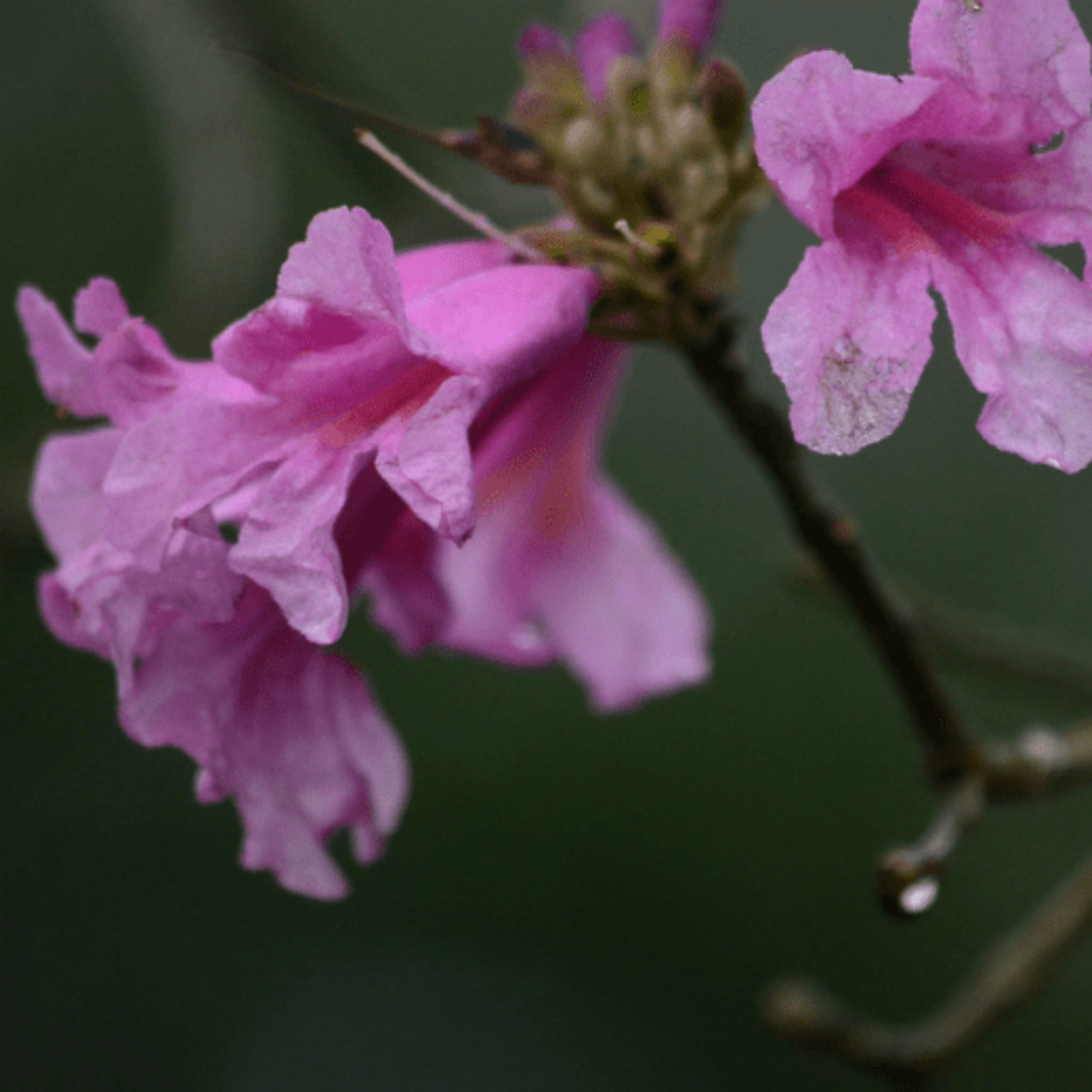 Lapacho Rosado (Handroanthus impetiginosa)