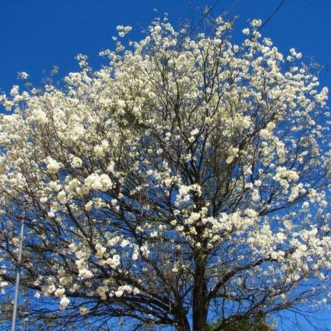 Lapacho Blanco (Handroanthus sp) - Enraizando Nativas