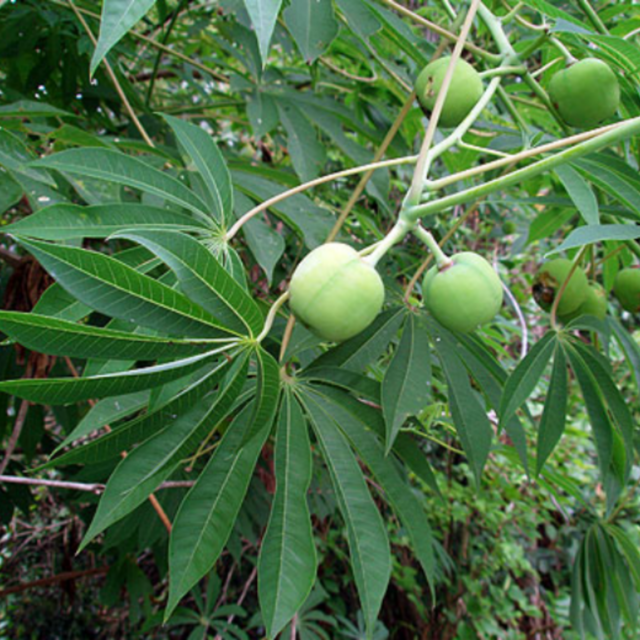 Falso Cafeto – Mandioca Brava (Manihot grahamii)