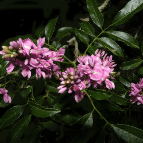 Bugre - Yerba del Bugre (Lonchocarpus nitidus)