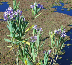 Duraznillo Blanco (Solanum glaucophyllum)