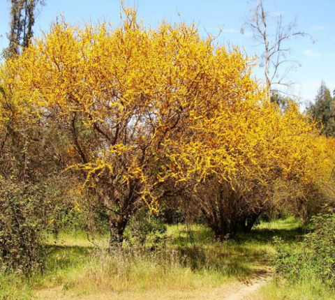 Espinillo – Aromito (Acacia caven)