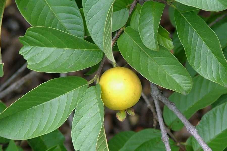 Guayaba (Psidium guajaba) - Enraizando Nativas