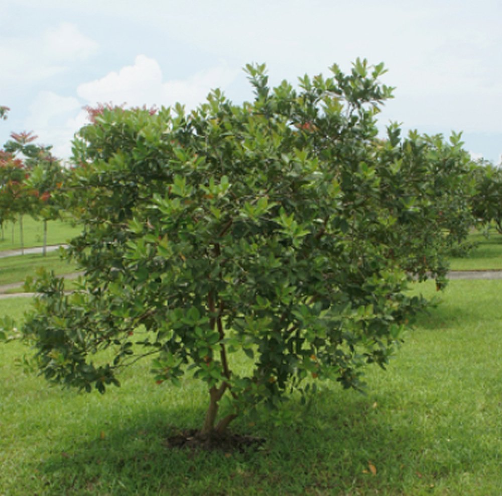 Guayaba Arbol