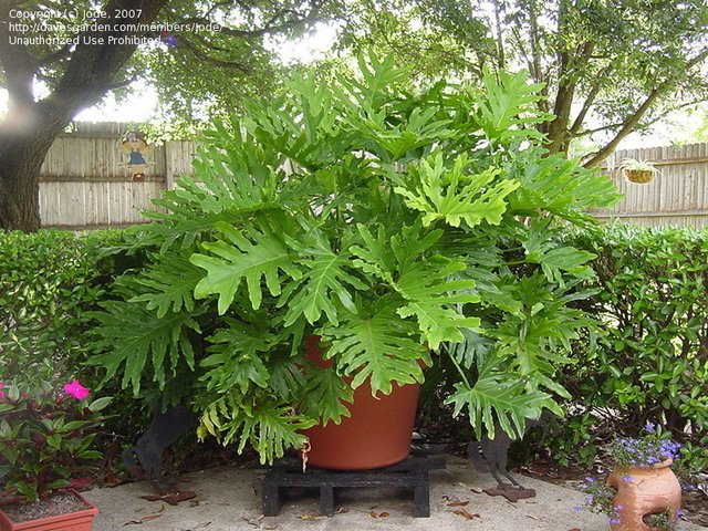 Güembé - Wambé (Philodendron bipinnatifidum)