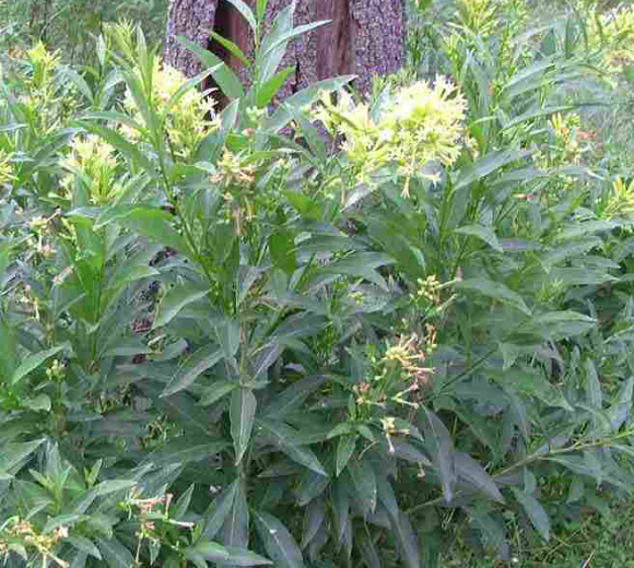 Duraznillo Negro - Hediondillo (Cestrum parqui)
