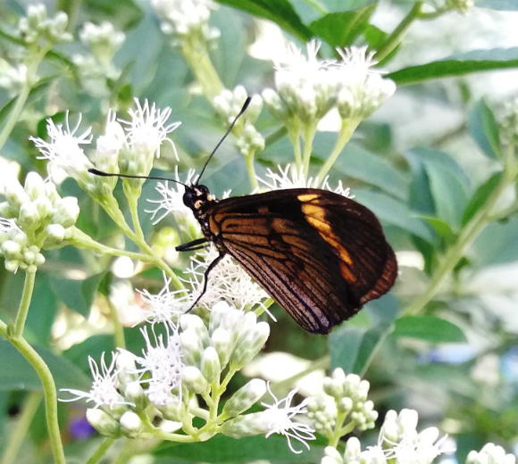 Mariposera - Chilca de Olor - Doctorcito (Austroeupatorium inulifolium)