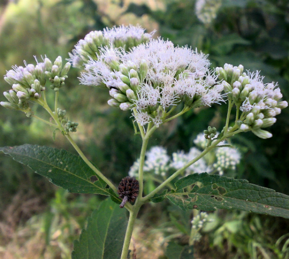 Mariposera - Chilca de Olor - Doctorcito (Austroeupatorium inulifolium)