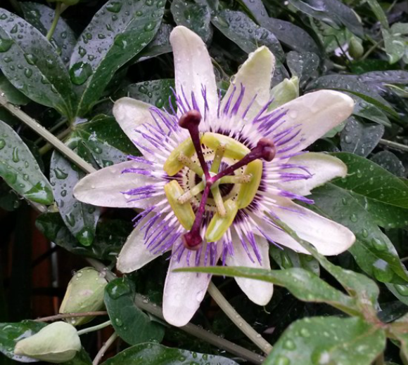 Mburucuyá (Passiflora caerulea) - Enraizando Nativas