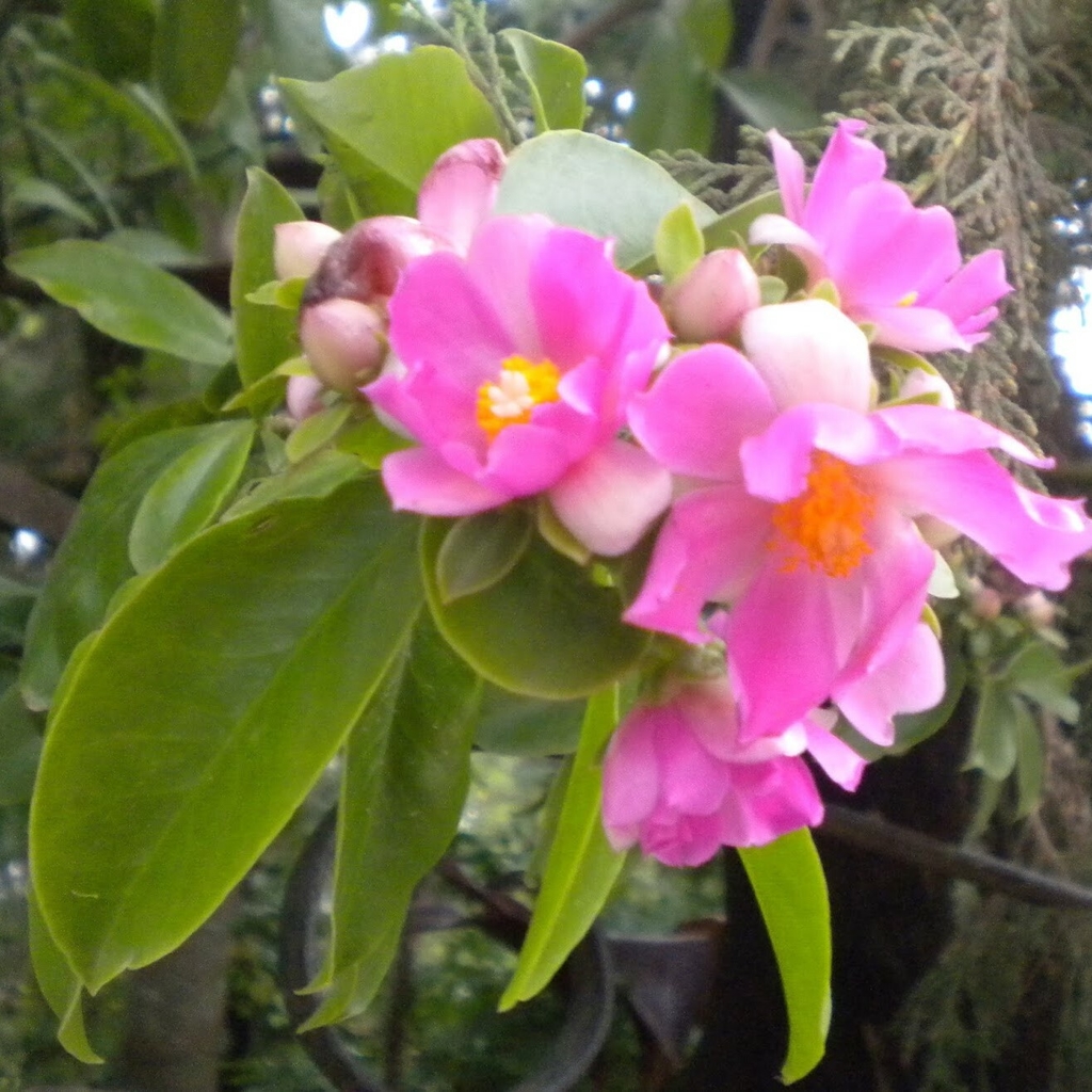 Sacharosa - Rosa del Monte (Pereskia sacharosa)