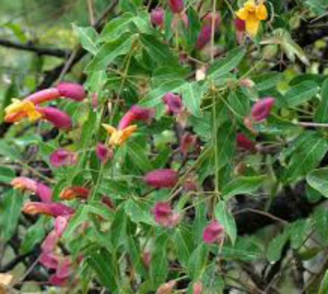 Sacha Huasca (Dolichandra cynanchoides)