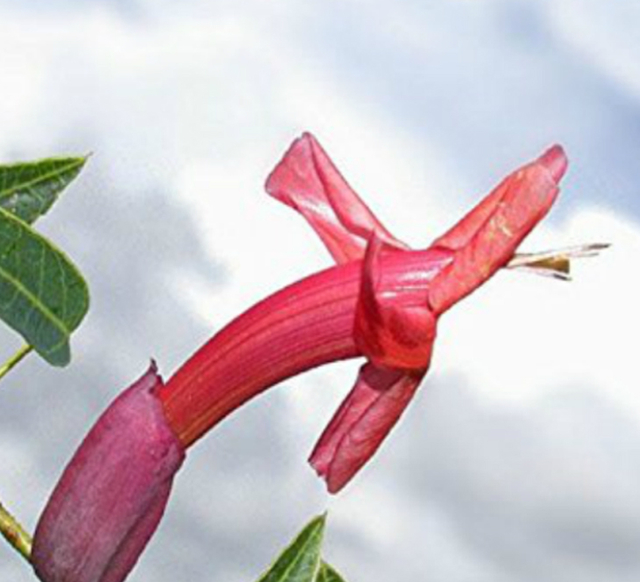 Sacha Huasca (Dolichandra cynanchoides)