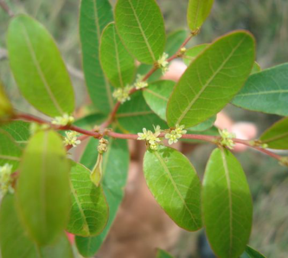 Sarandí Blanco (Phyllanthus sellowianus)