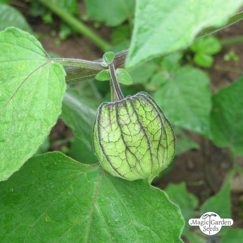 Uchuva (Physalis peruviana) - Enraizando Nativas