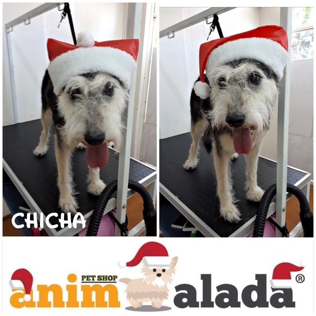 Cliente Nro. 015 :: CHICHA :: - AnimAlada Pet Shop