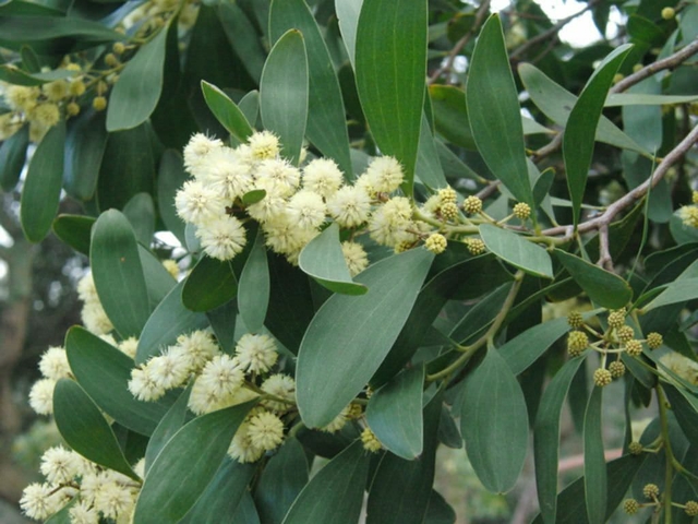 Acacia negra- Acacia Melanoxylon - Árvore