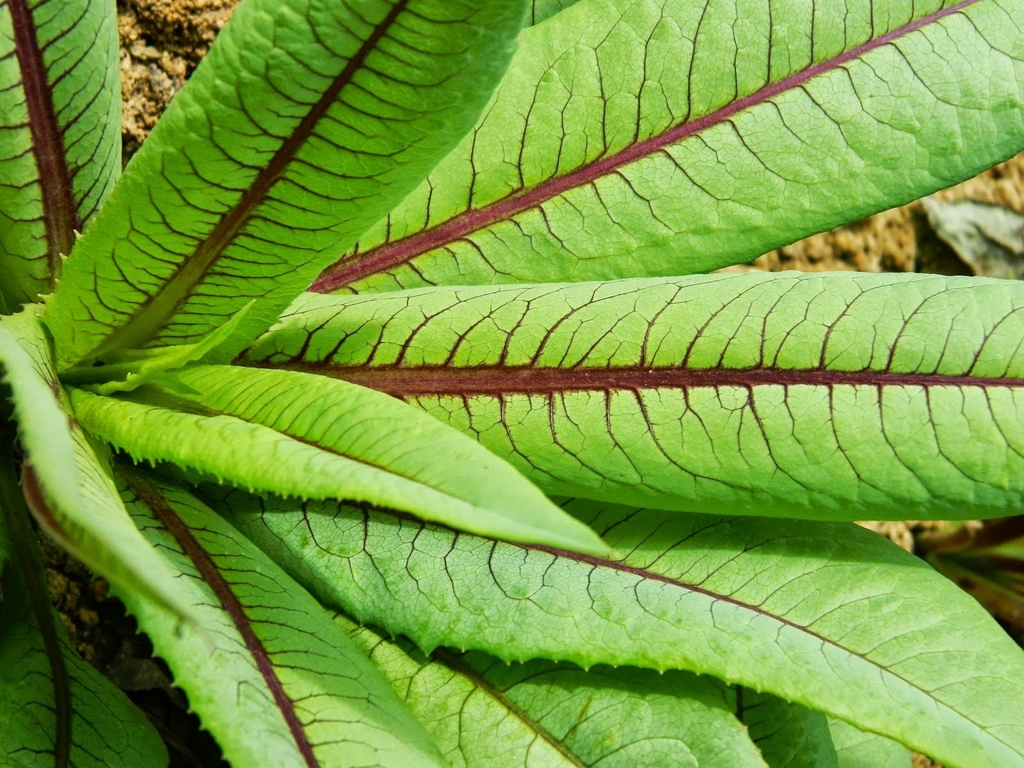 Almeirão roxo - Azedinha - Lactuca canadensis - PANC