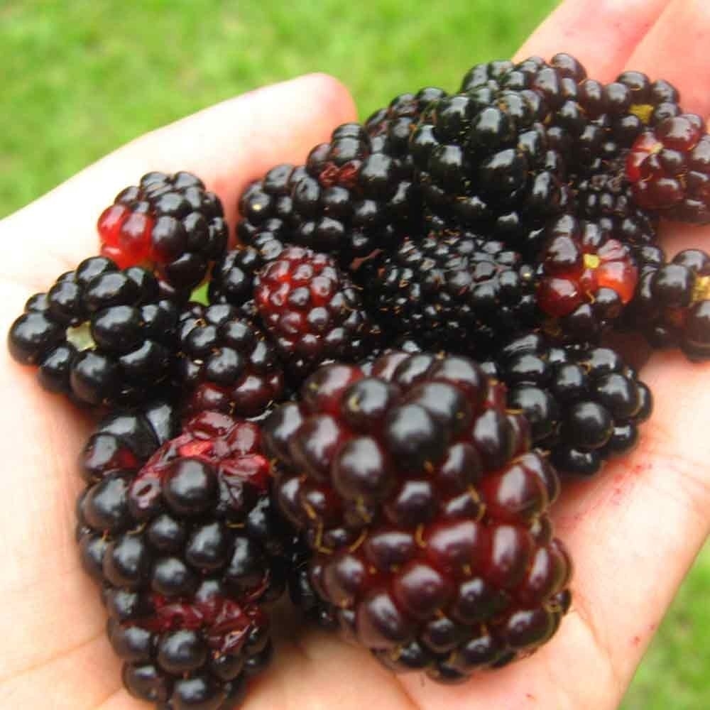 Amora Preta gigante - Blackberry - Rubus fruticosus