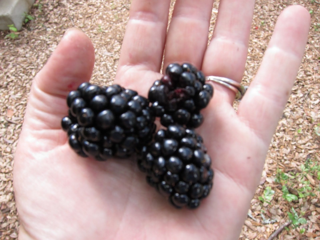Amora Preta gigante - Blackberry - Rubus fruticosus