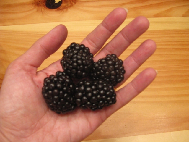 Amora Preta gigante - Blackberry - Rubus fruticosus