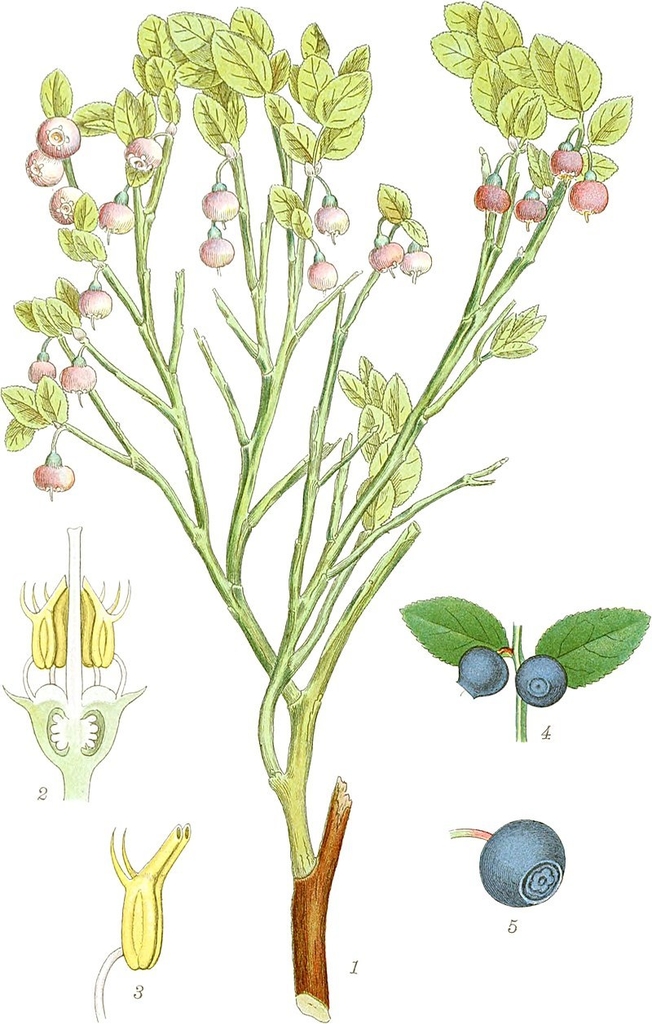 Blueberry - Mirtilo - Vaccinium myrtillus - Plantamundo