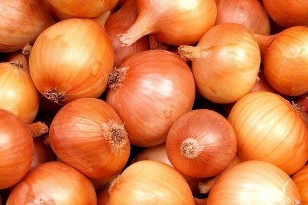 Cebola Sol Espanhol - Allium cepa - Plantamundo