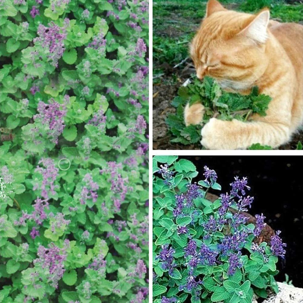 Erva dos Gatos - Erva Gatuna - Catnip - Nepeta cataria