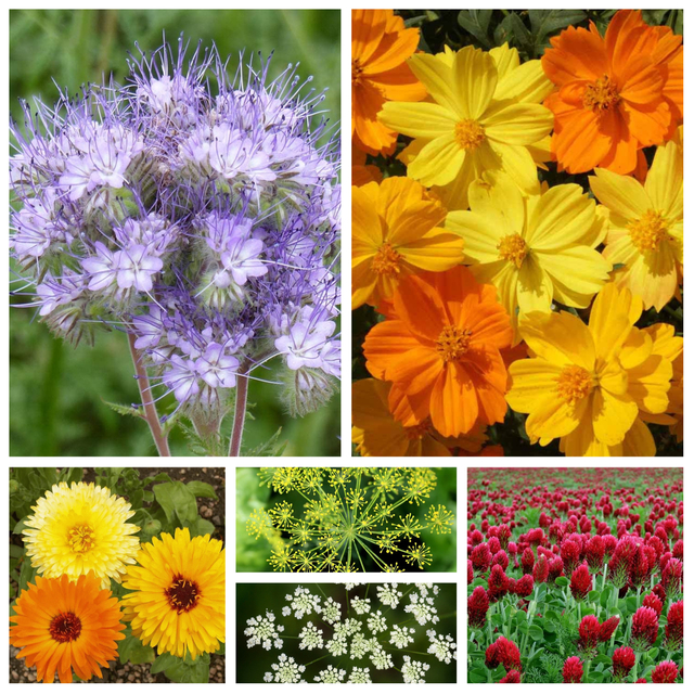 Combo Jardim Florido em 45 dias - Plantamundo