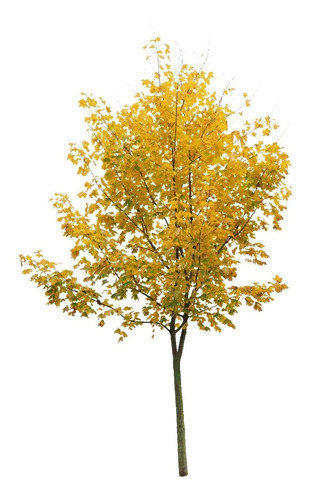 Freixo Europeu - Fraxinus Excelsior Árvore ou Bonsai