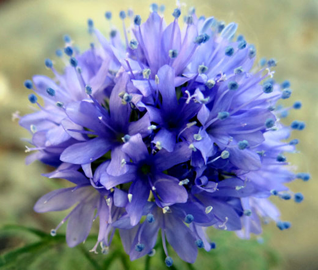 GILIA GLOBO - Gilia capitata - Flor - Plantamundo